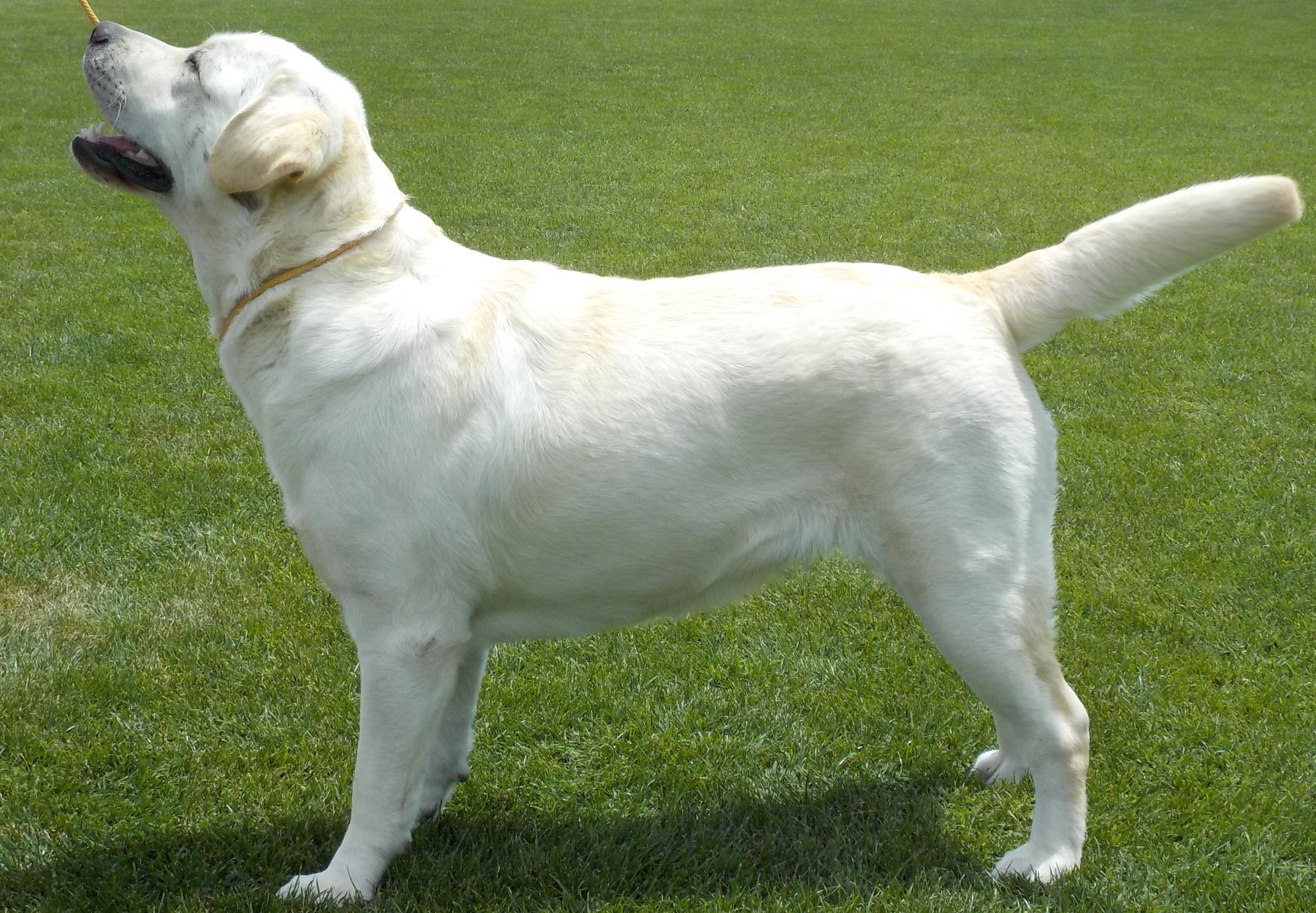 Ballarat Dog Club Inc - Show Manager Results