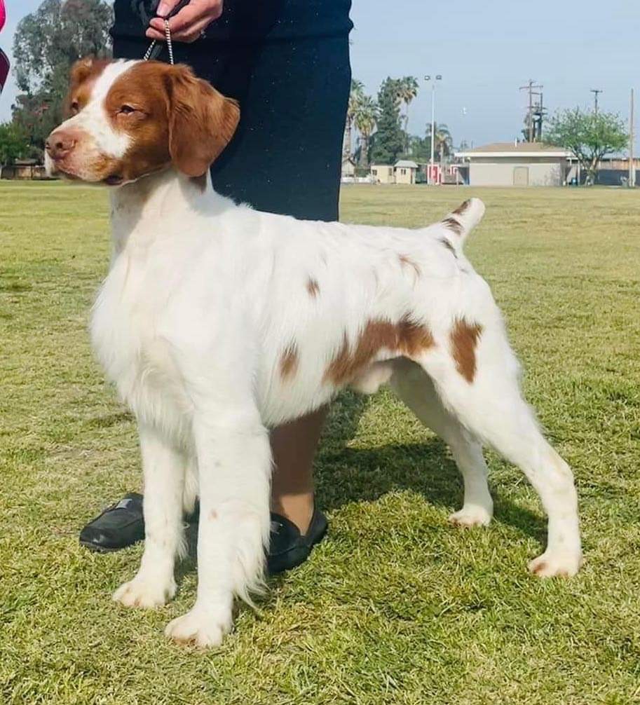 Queensland Gundog Association (Open Show 2) - Show Manager Results