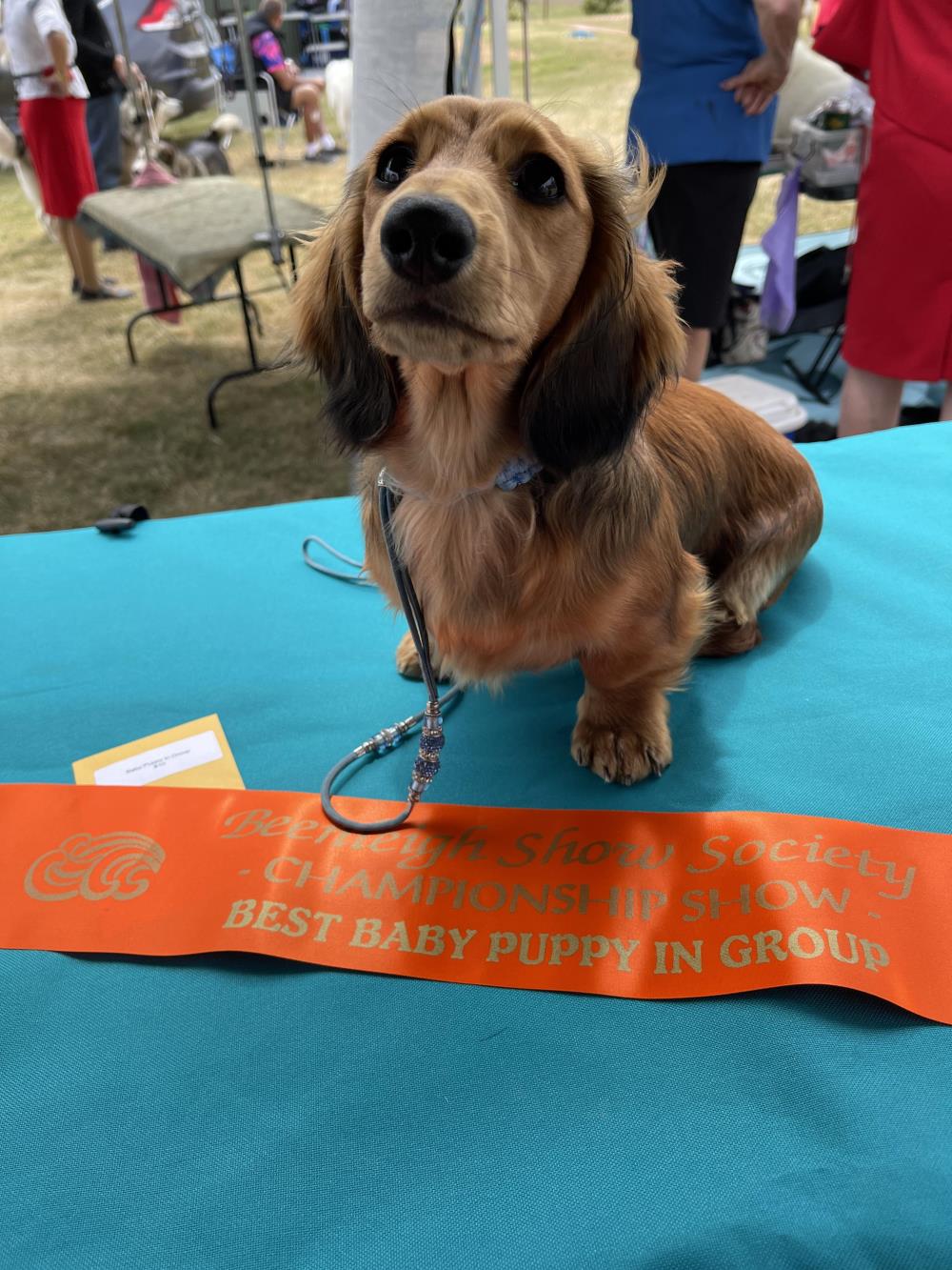Dogs QLD Festive Fiesta - Show Manager Results