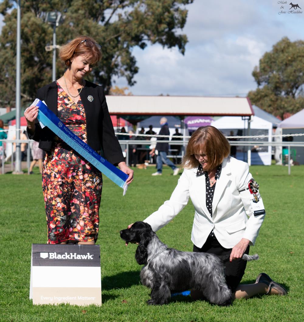 AUSTRALIAN DOG SHOW SCENE PTY LTD (Sat PM) (Group 3) - Show Manager Results