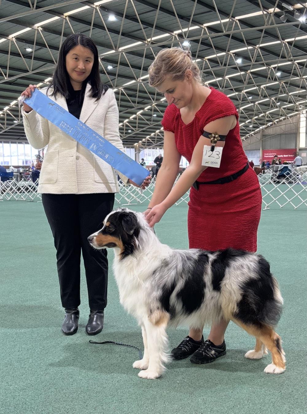 Dogs Victoria Open Show Commitee (PM) - Show Manager Results
